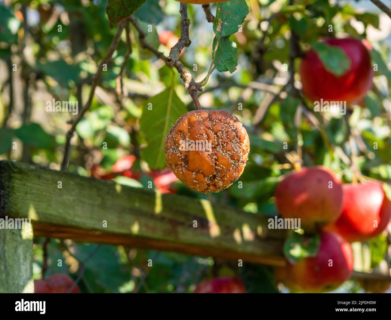 Fruit Infected by the Monilia fructigena Stock Photo - Alamy