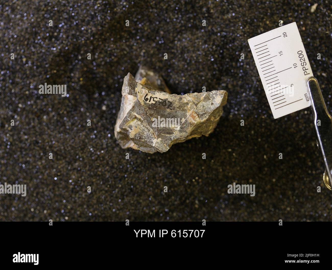 Undet bivalvia animalia hi-res stock photography and images - Alamy