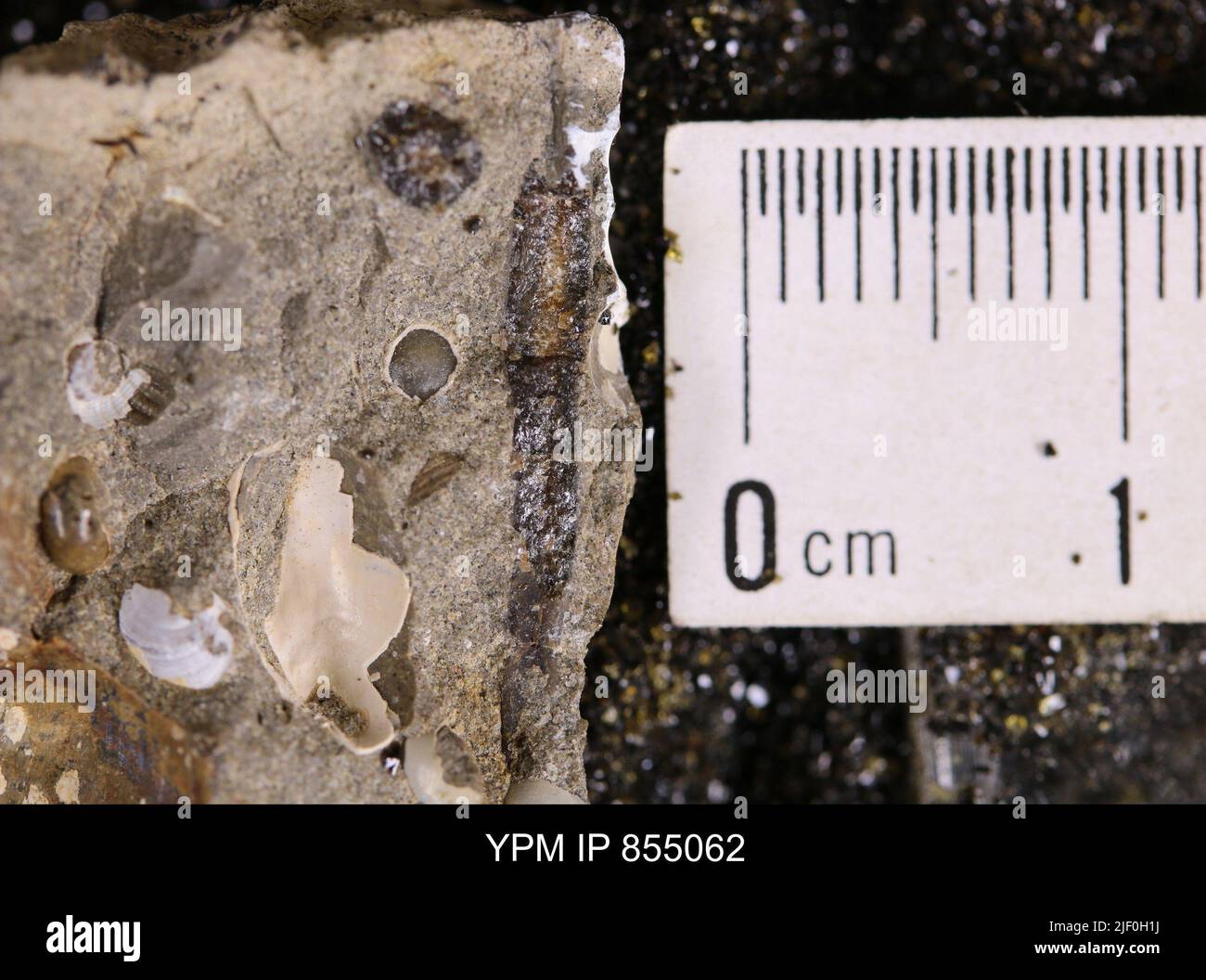 Belemnites sp animalia hi-res stock photography and images - Alamy