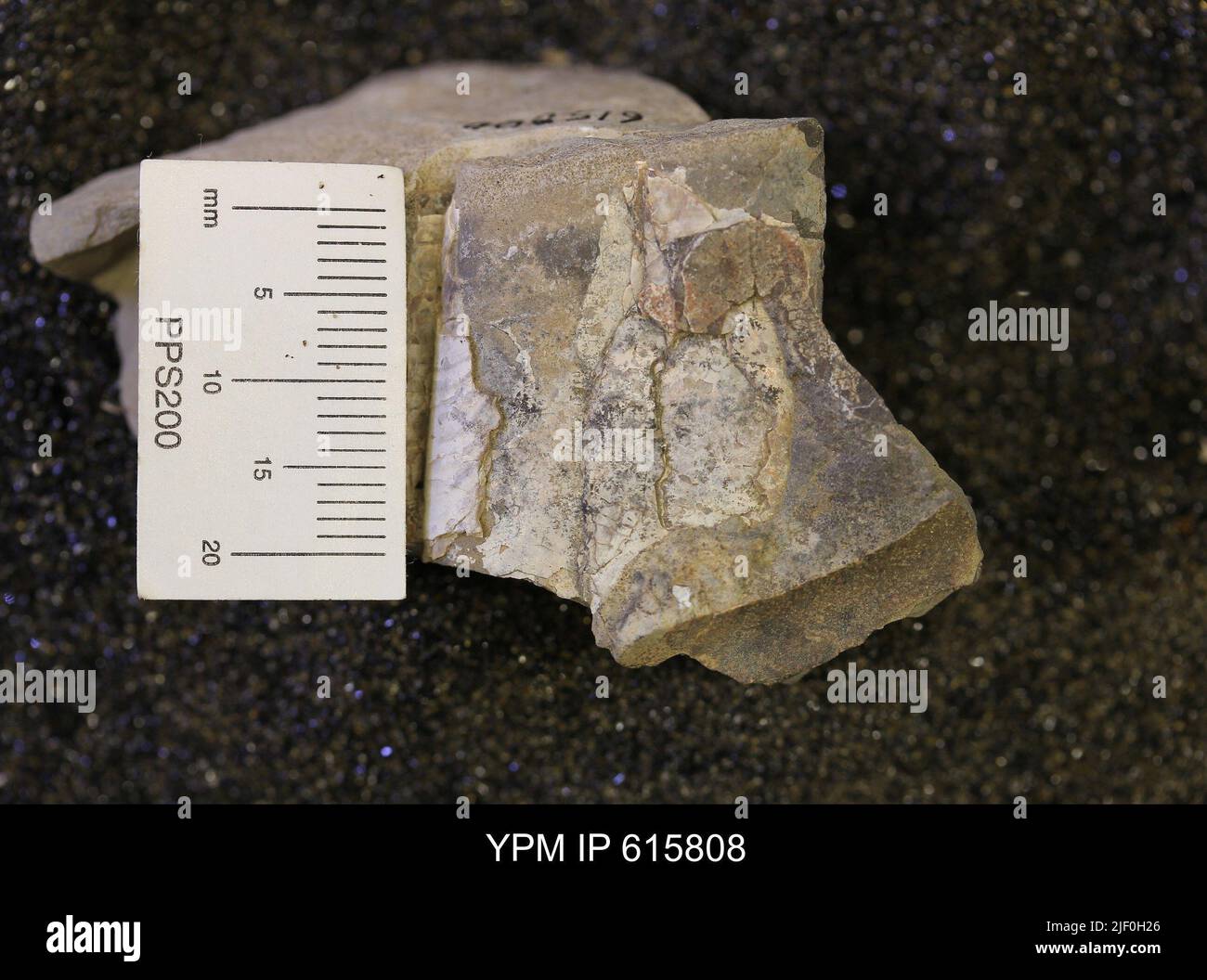 Baculites sp animalia hi-res stock photography and images - Alamy