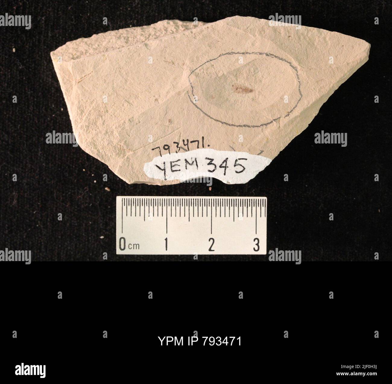 Dorsoventrally flattened body hi-res stock photography and images - Alamy