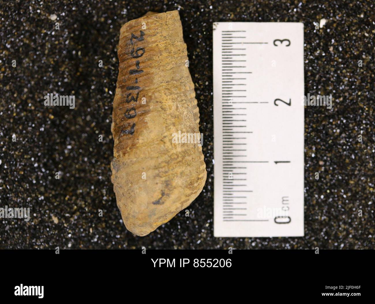 Mesalia seriatim granulata roemer animalia hi-res stock photography and ...