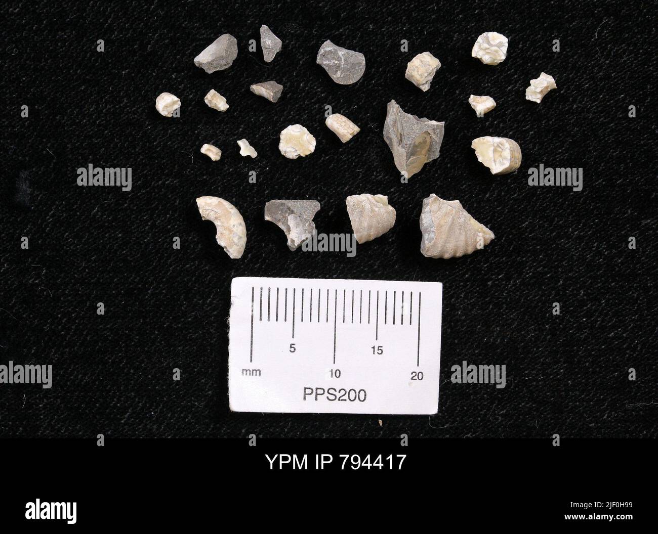Scaphites nodosus hi-res stock photography and images - Alamy