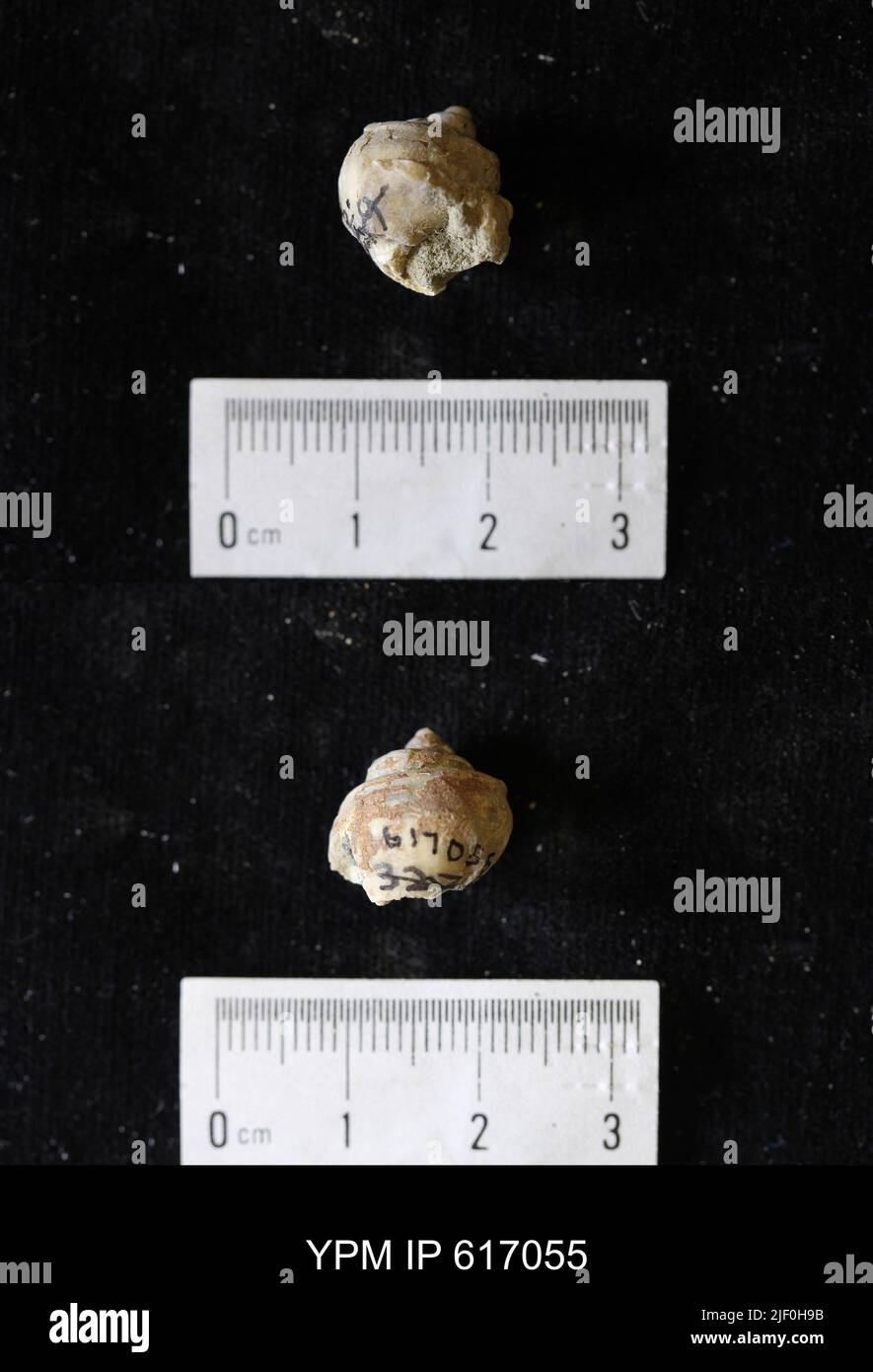 Acroterion hi-res stock photography and images - Alamy