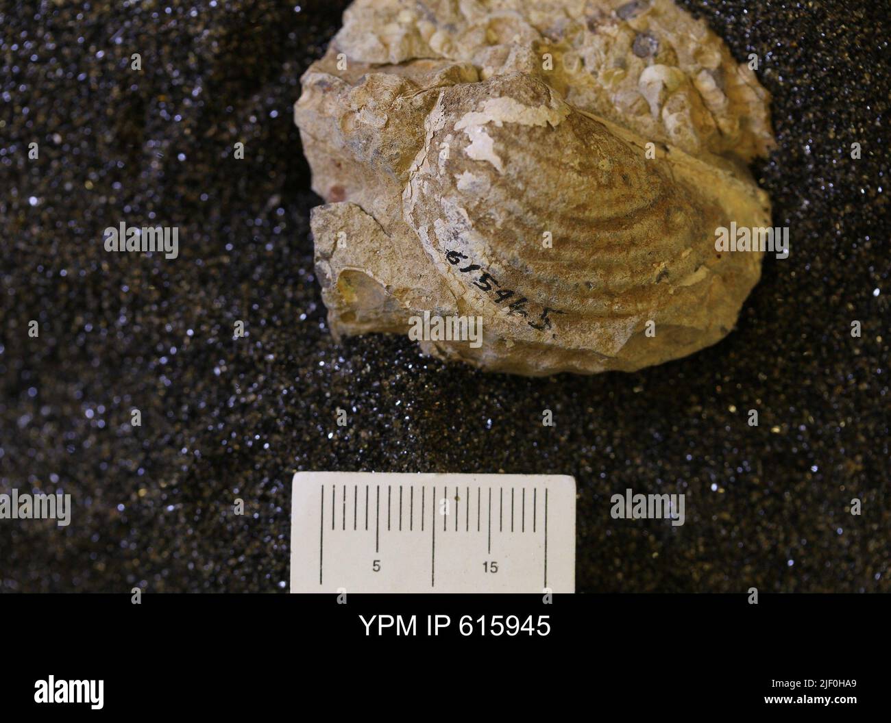 Inoceramus sp animalia hi-res stock photography and images - Alamy