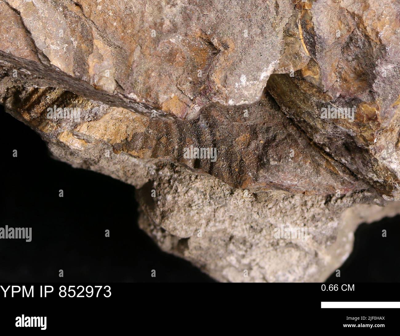 Inoceramus acutiplicata animalia hi-res stock photography and images ...