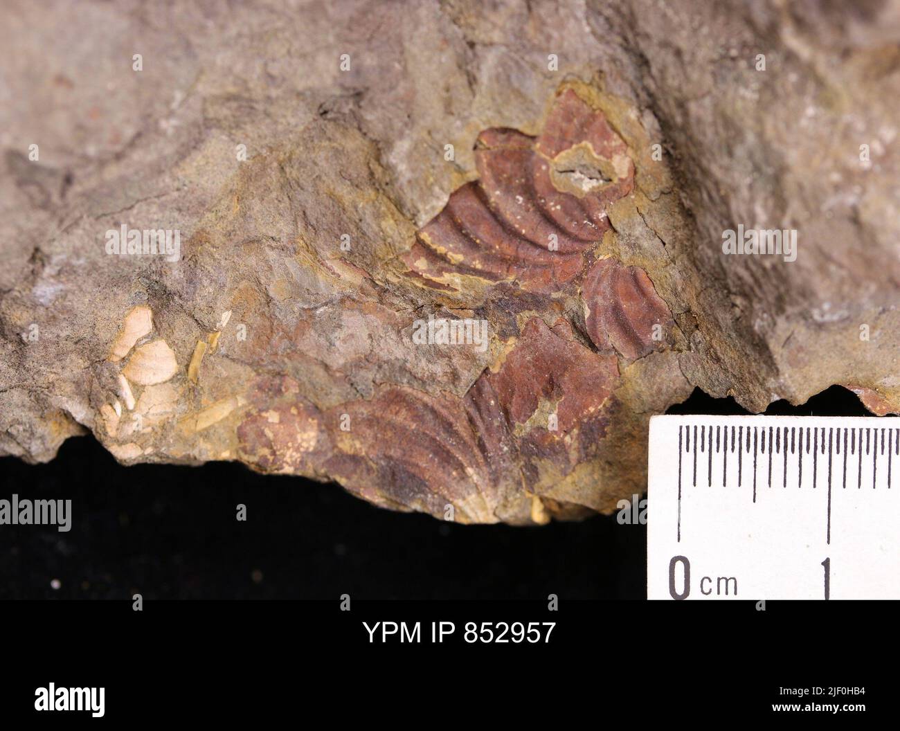 Inoceramus acutiplicata animalia hi-res stock photography and images ...