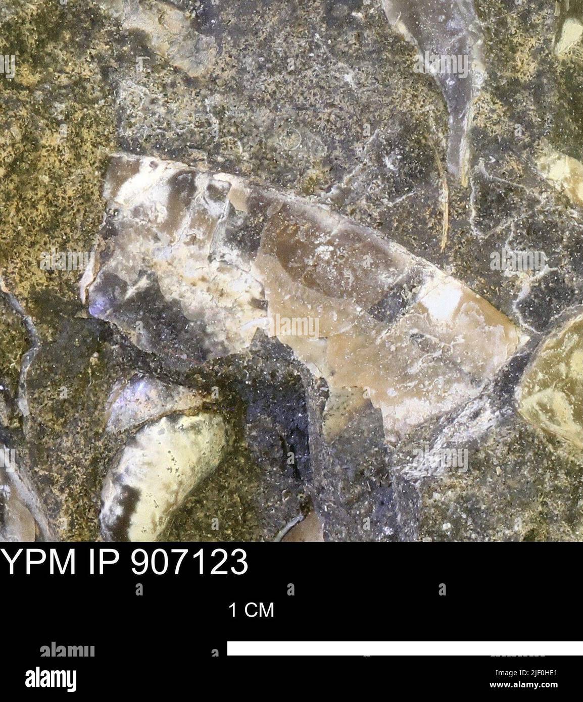 Undet mollusca animalia hi-res stock photography and images - Alamy