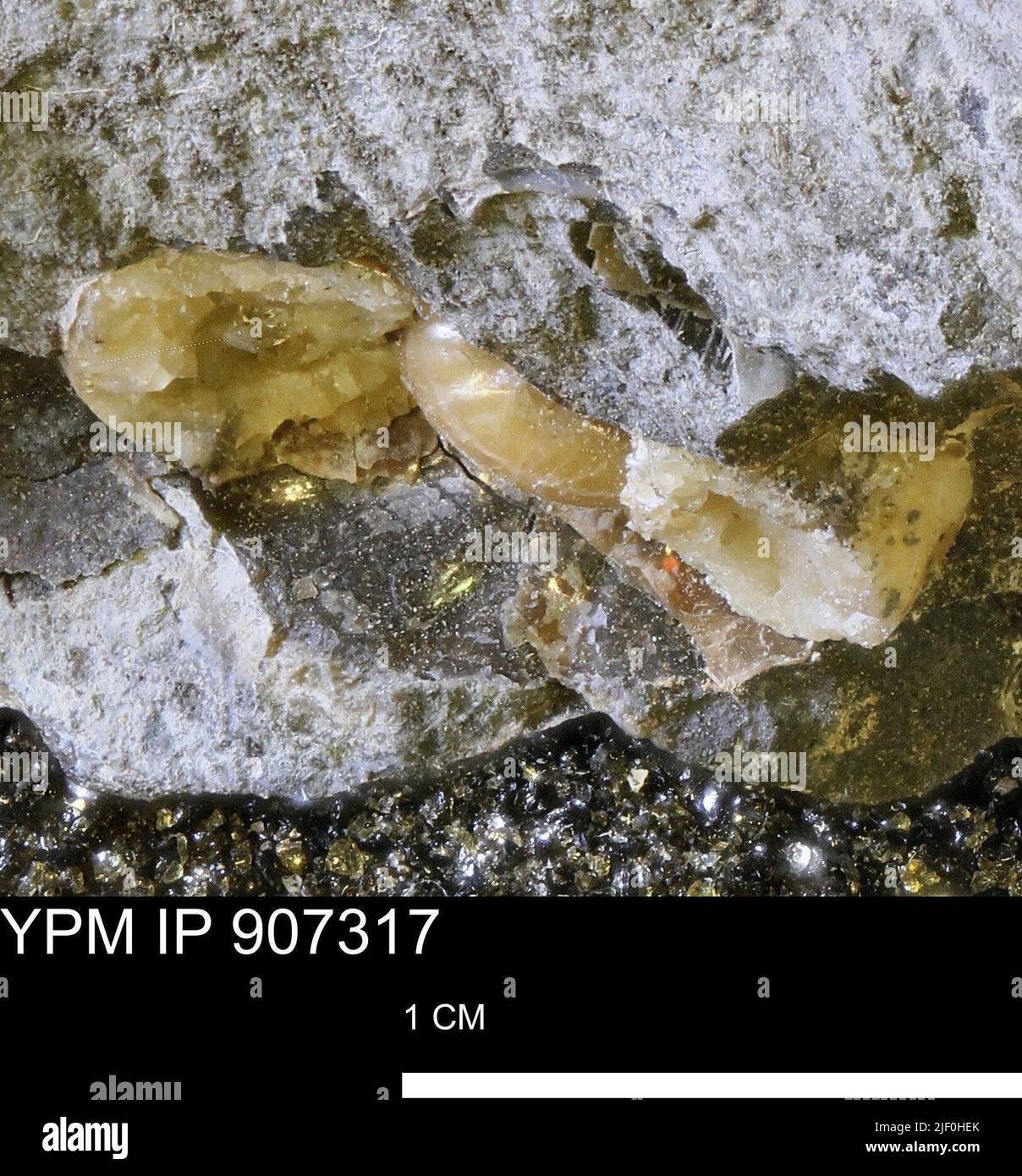 Sphenodiscus sp hi-res stock photography and images - Alamy