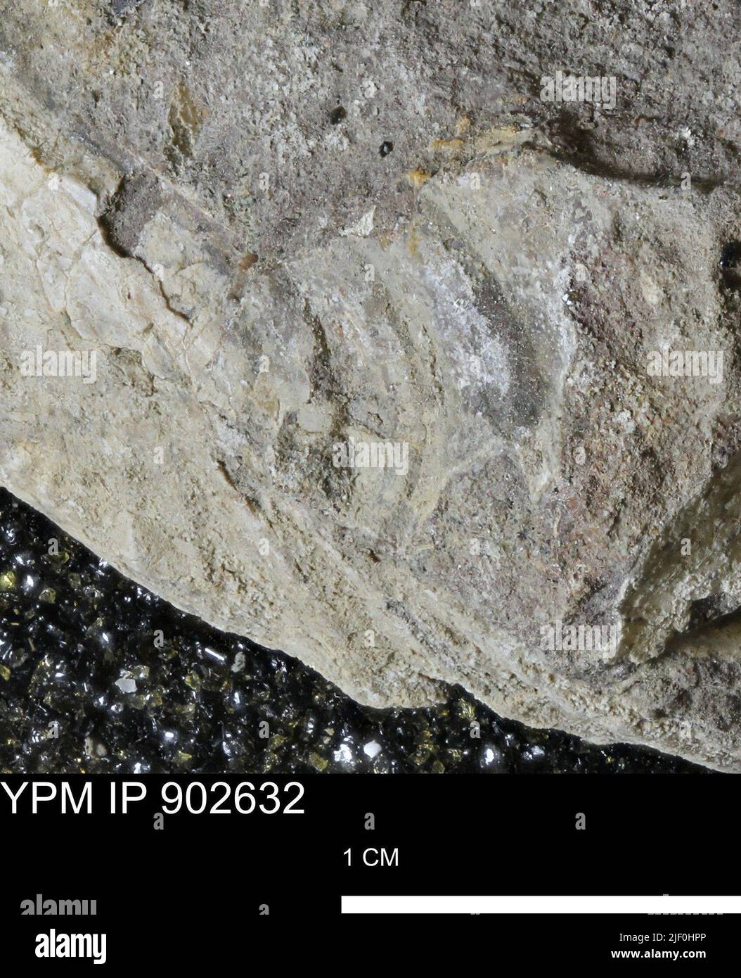 Cretaceous jurassic hi-res stock photography and images - Alamy