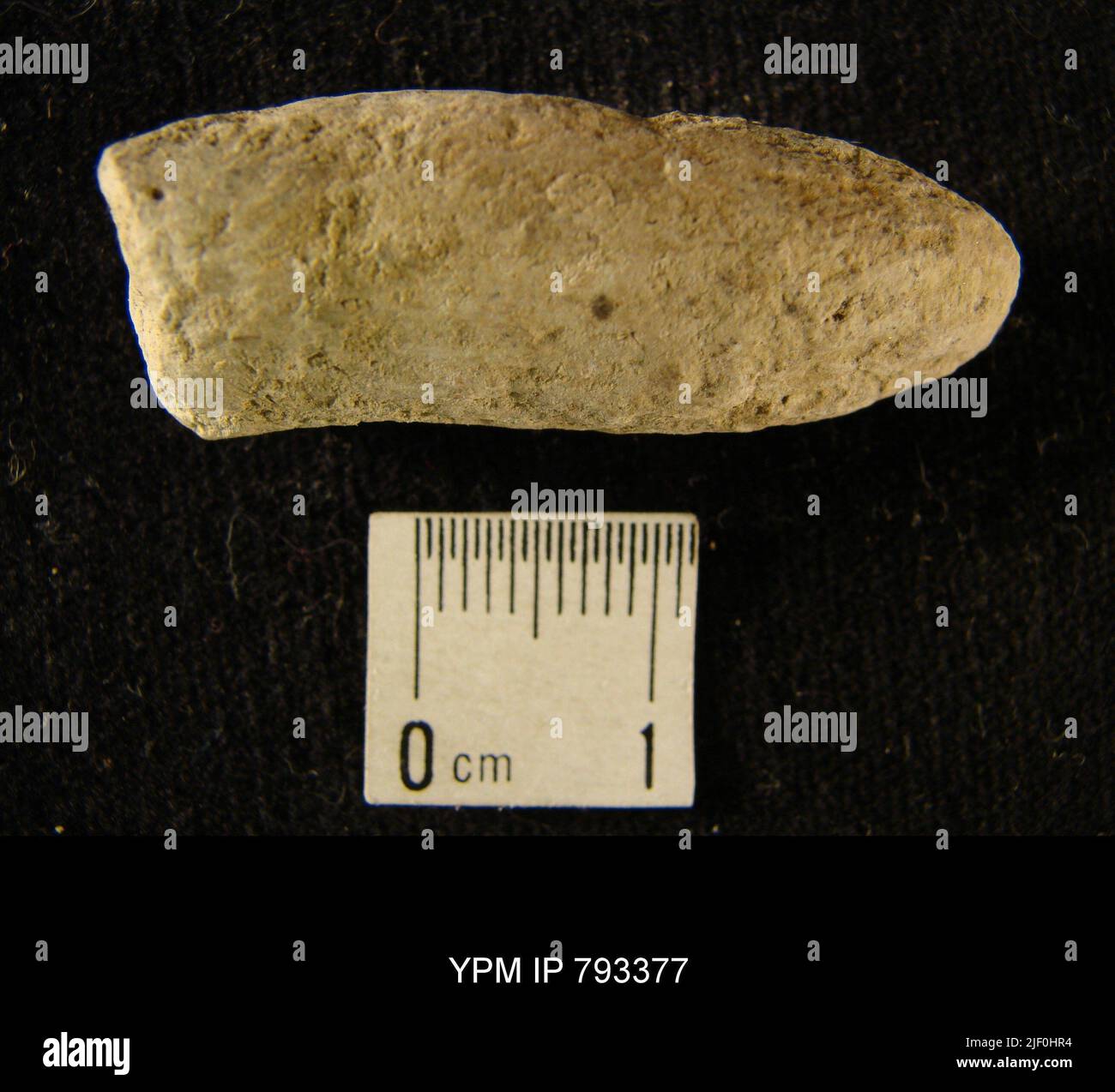 Phycodes isp ichnofossil hi-res stock photography and images - Alamy