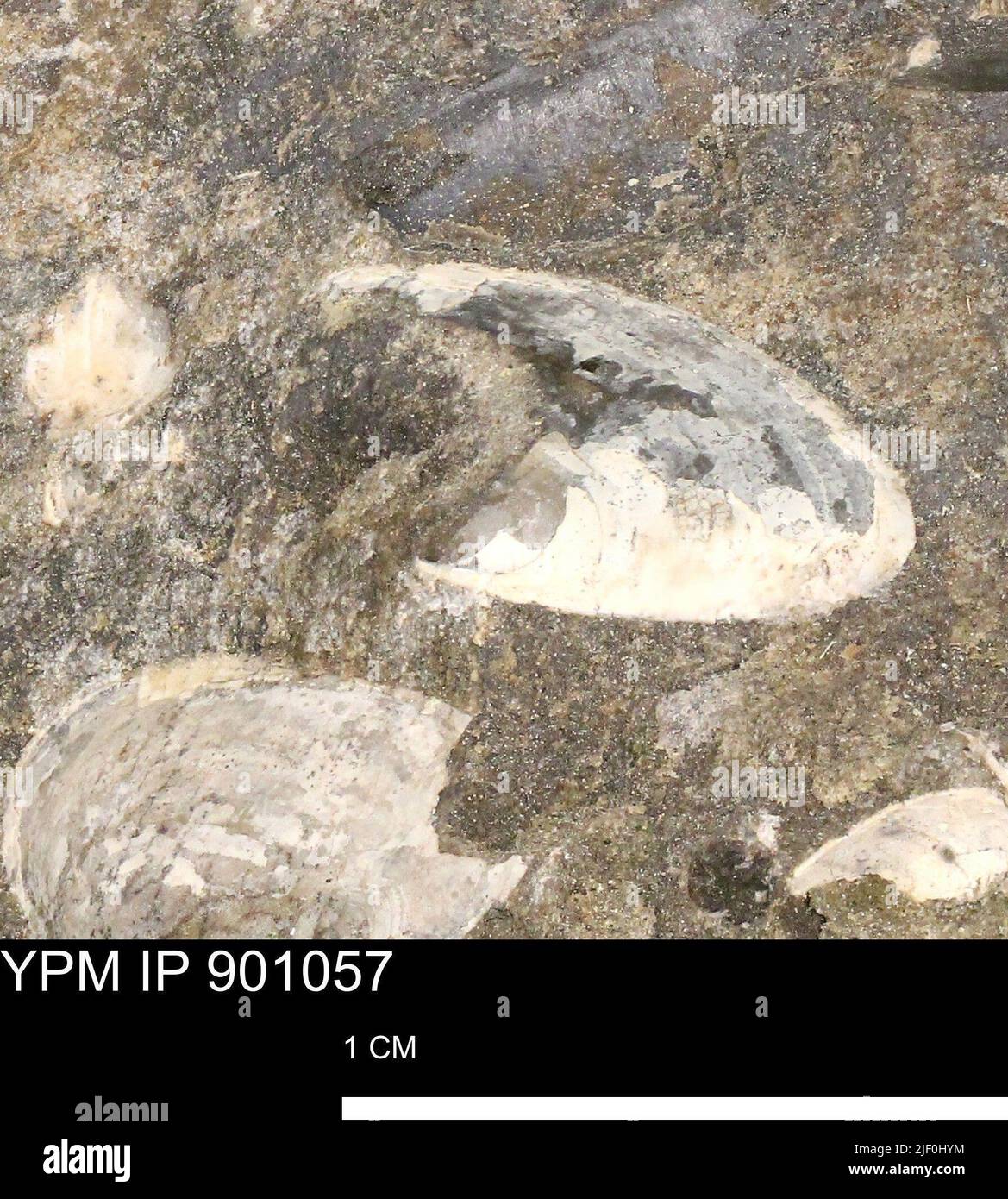 Nuculoi hi-res stock photography and images - Alamy