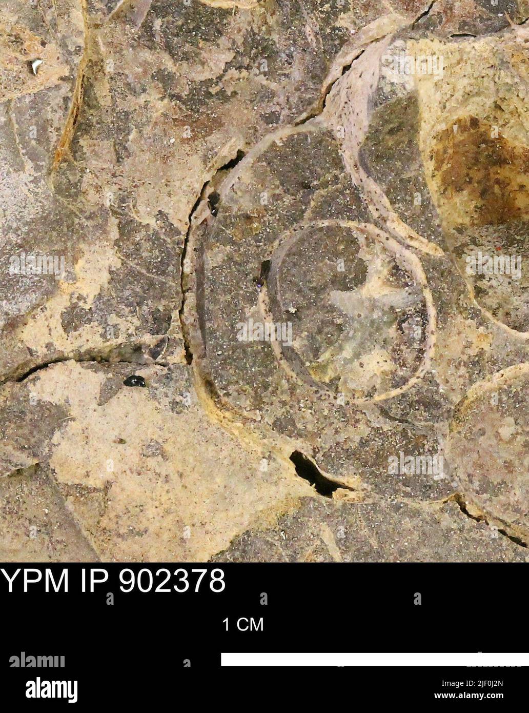 Baculites sp animalia hi-res stock photography and images - Alamy