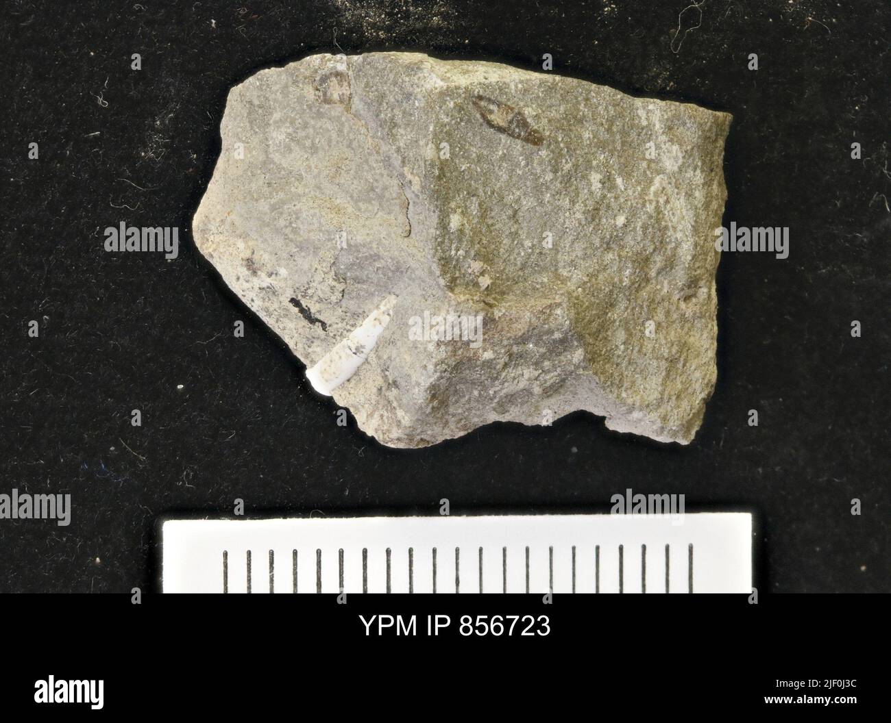 Scaphopoda tusk shells hi-res stock photography and images - Alamy