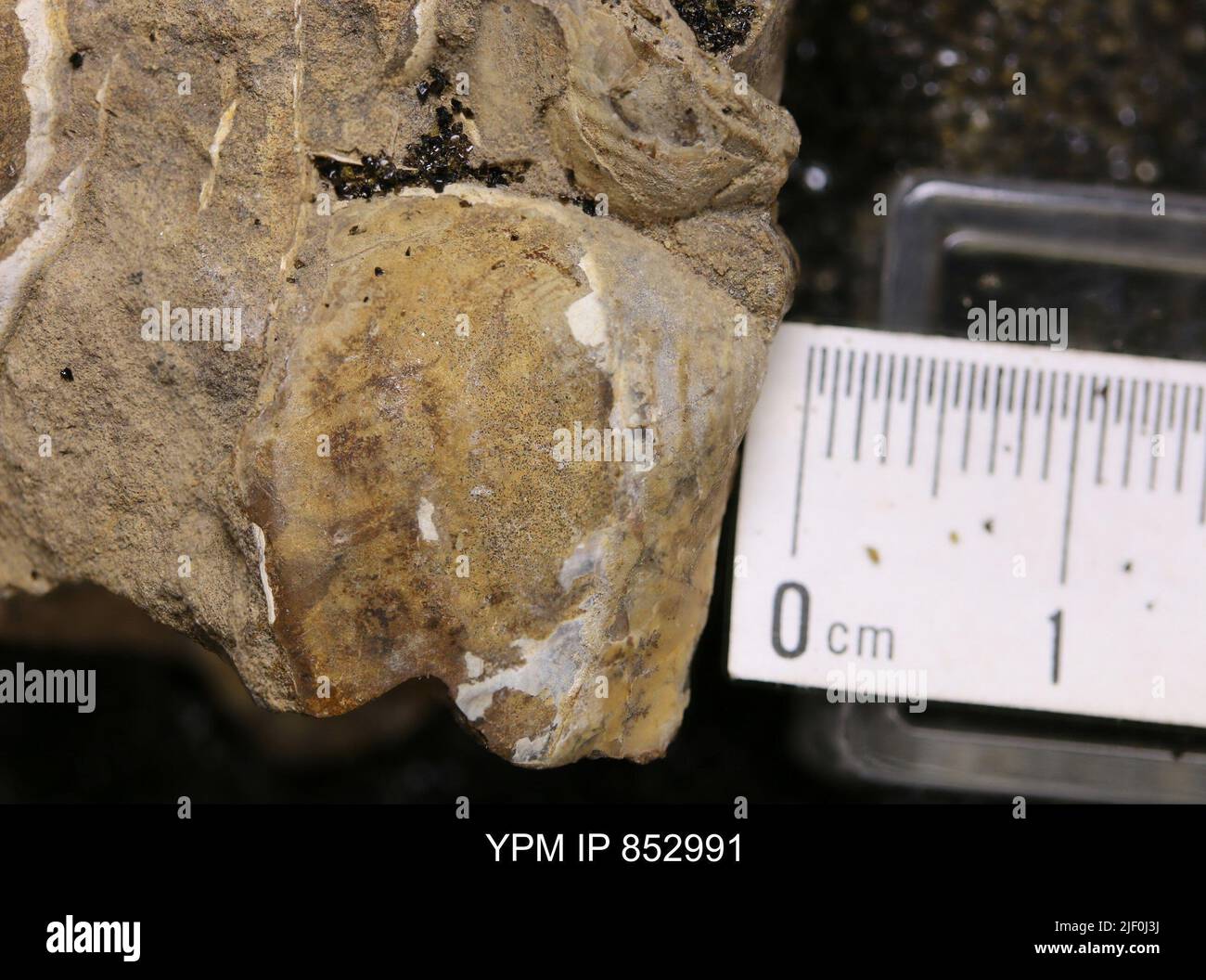 Inoceramus sp animalia hi-res stock photography and images - Alamy