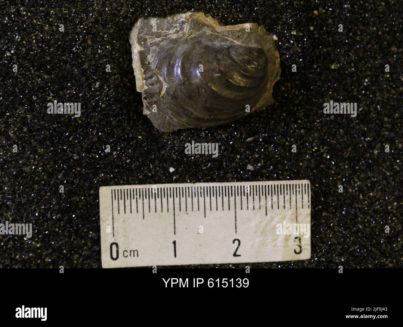 Inoceramus sp animalia hi-res stock photography and images - Alamy