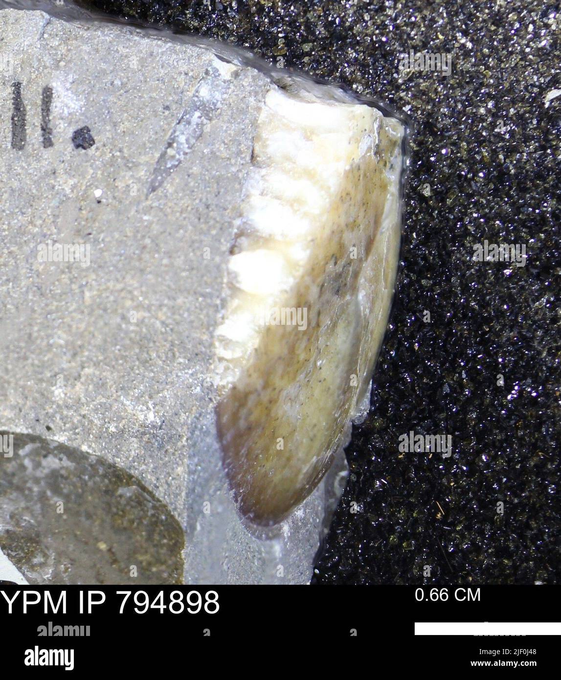 Sphenodiscus sp hi-res stock photography and images - Alamy