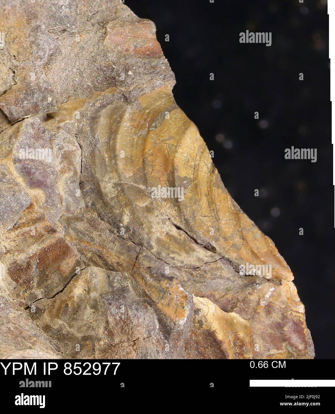 Inoceramus cf acutiplicata animalia hi-res stock photography and images ...