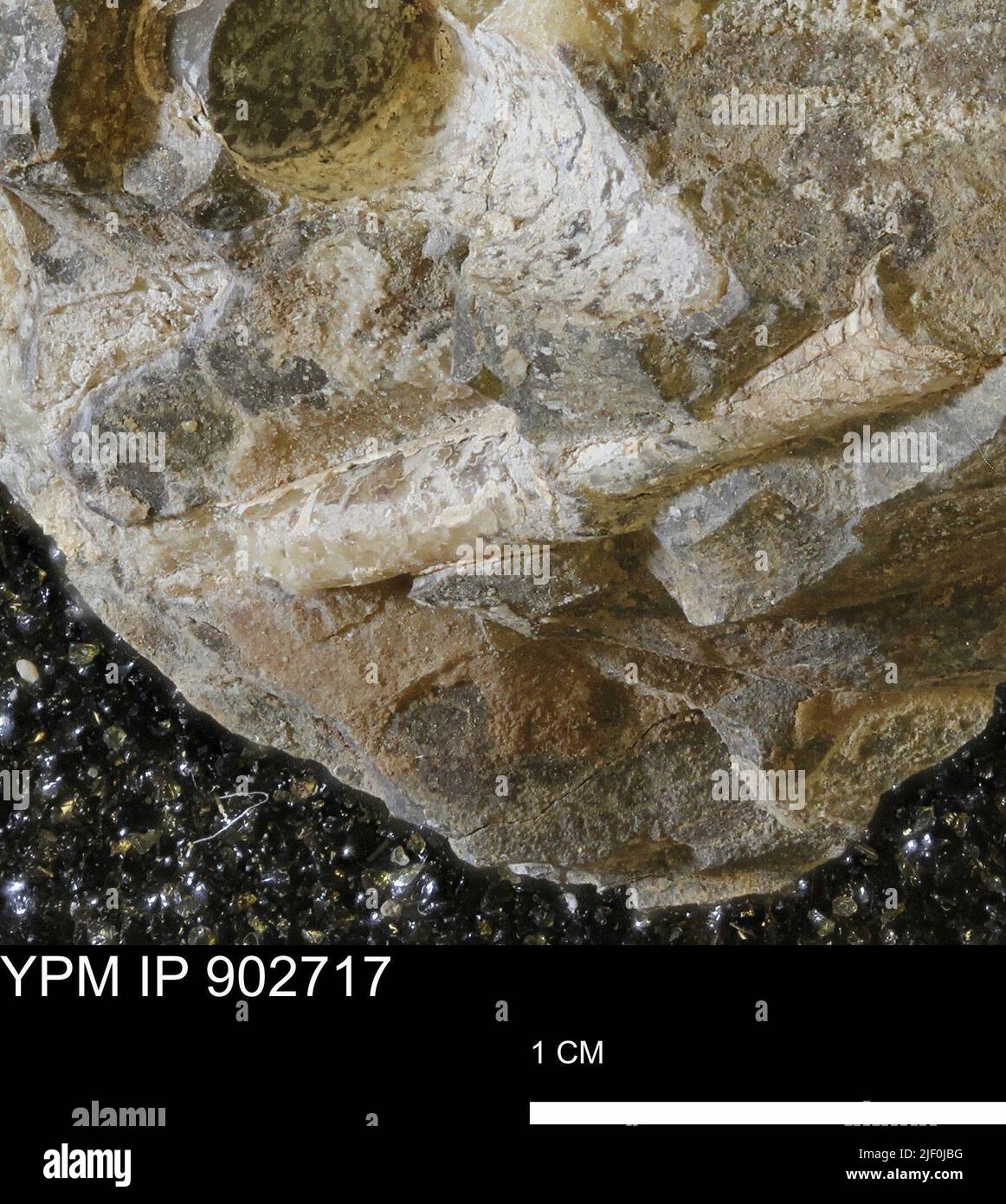 Baculites sp animalia hi-res stock photography and images - Alamy