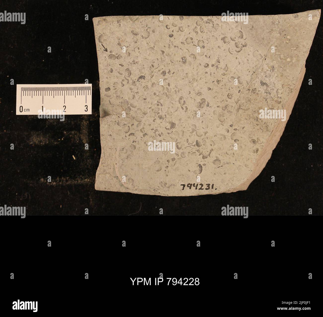 Insect order coleoptera hi-res stock photography and images - Alamy