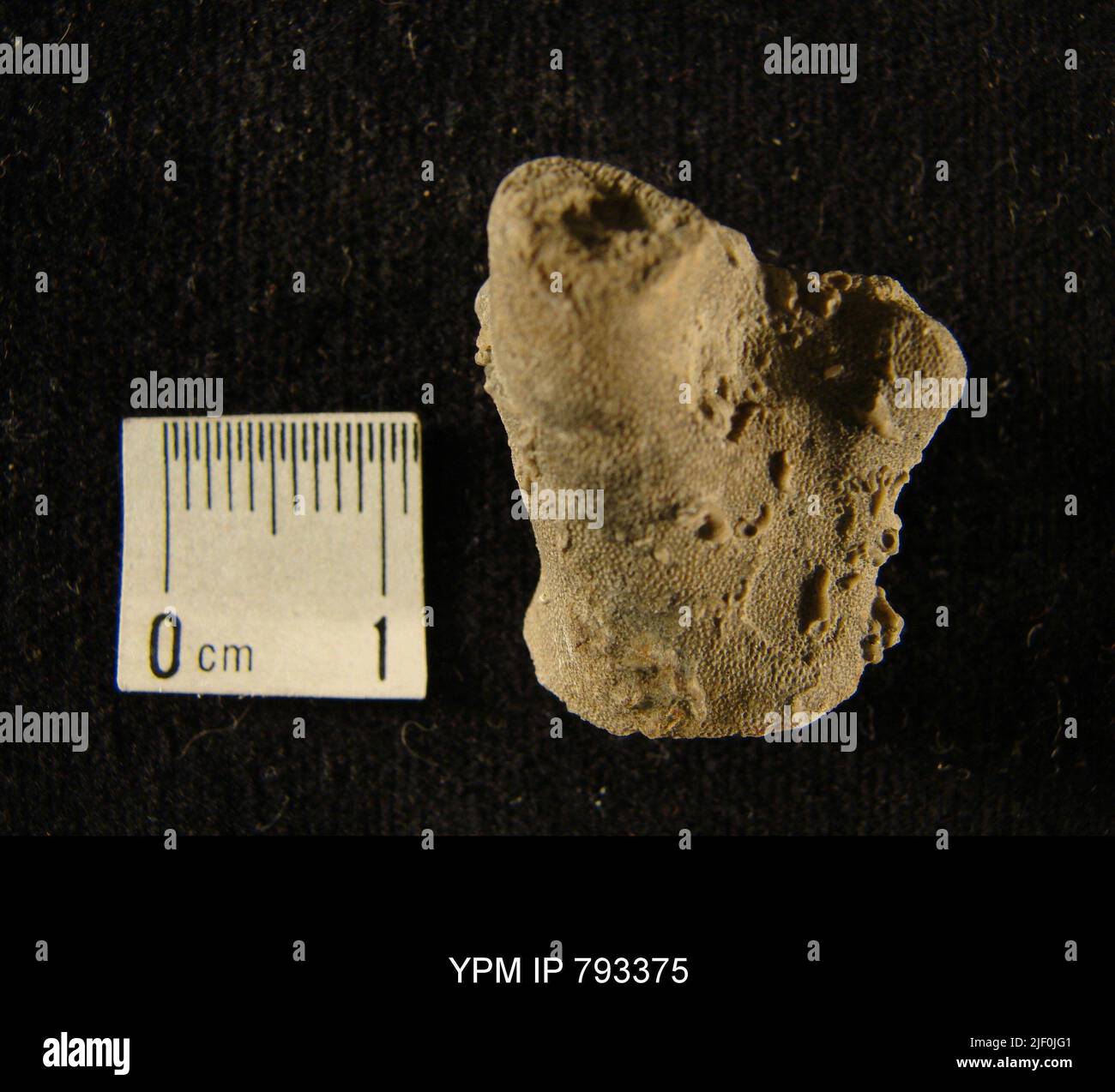 Ichnofossil invertebrate hi-res stock photography and images - Alamy