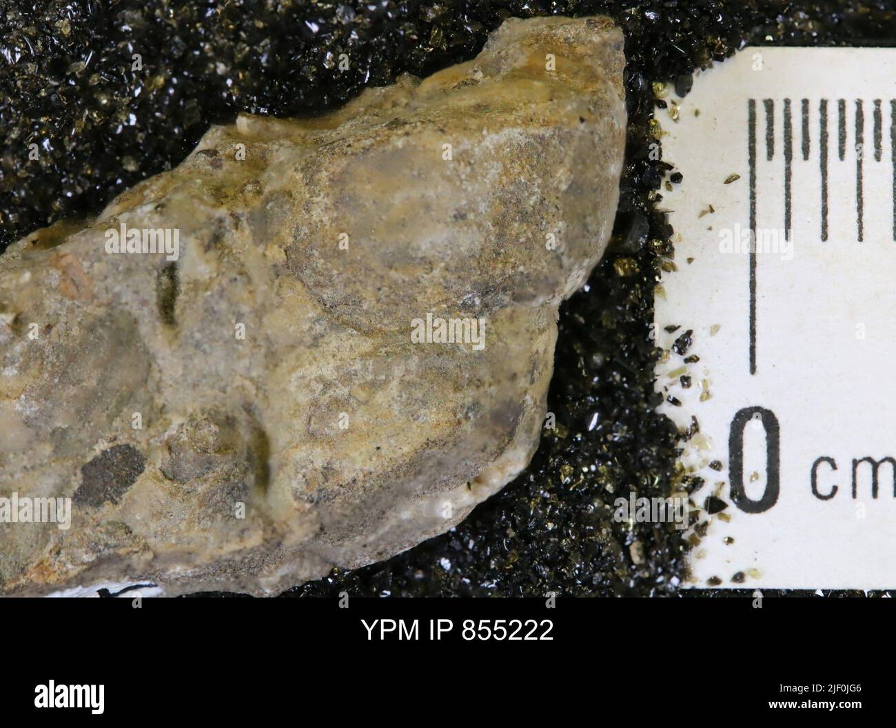 Mesalia kansasensis Meek Stock Photo - Alamy