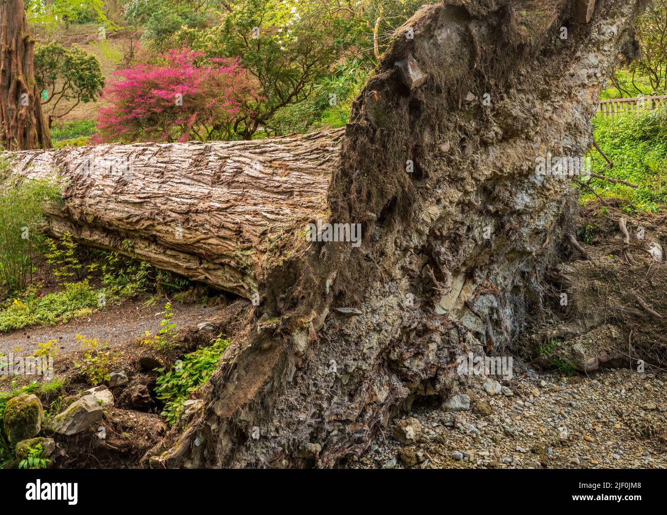 Roots of a falled coastal redwood tree toppled by Storm Arwen in 2021 ...