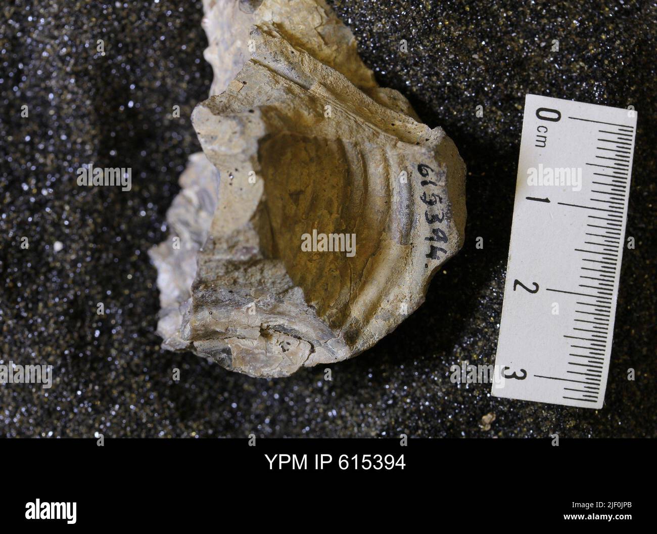 Inoceramus sp animalia hi-res stock photography and images - Alamy