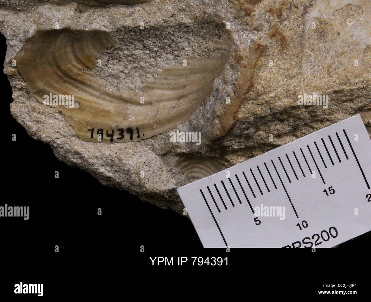 Inoceramus labiatus hi-res stock photography and images - Alamy