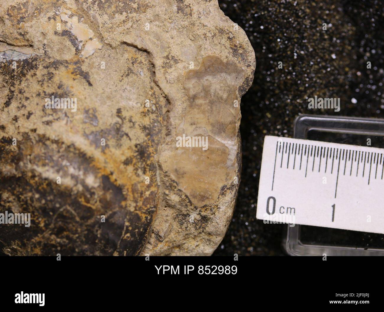 Inoceramus sp animalia hi-res stock photography and images - Alamy