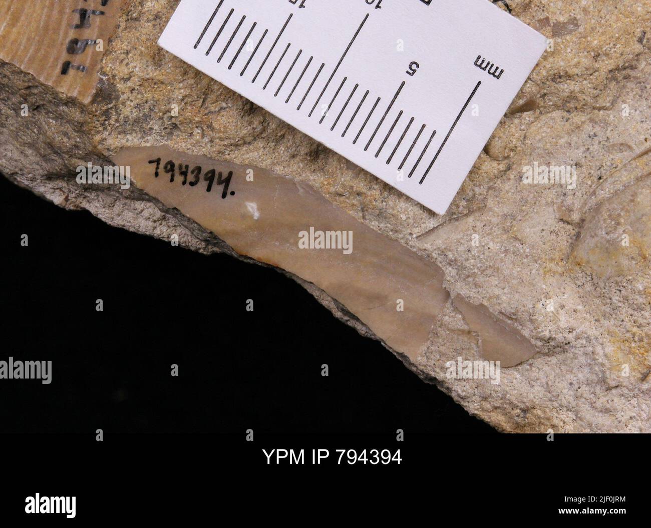 Inoceramus labiatus hi-res stock photography and images - Alamy