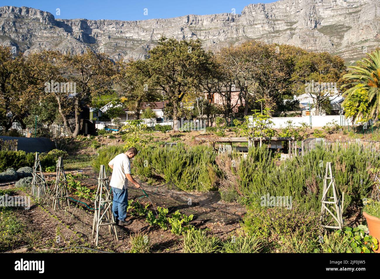 South africa farming vegetables hi-res stock photography and images - Alamy