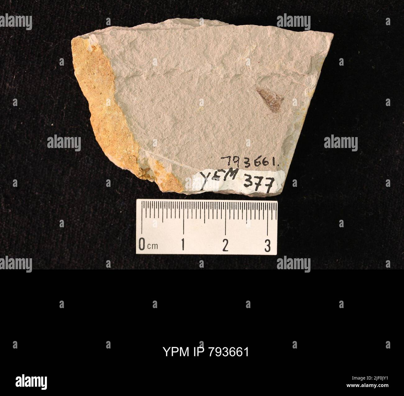 Order blattaria hi-res stock photography and images - Alamy