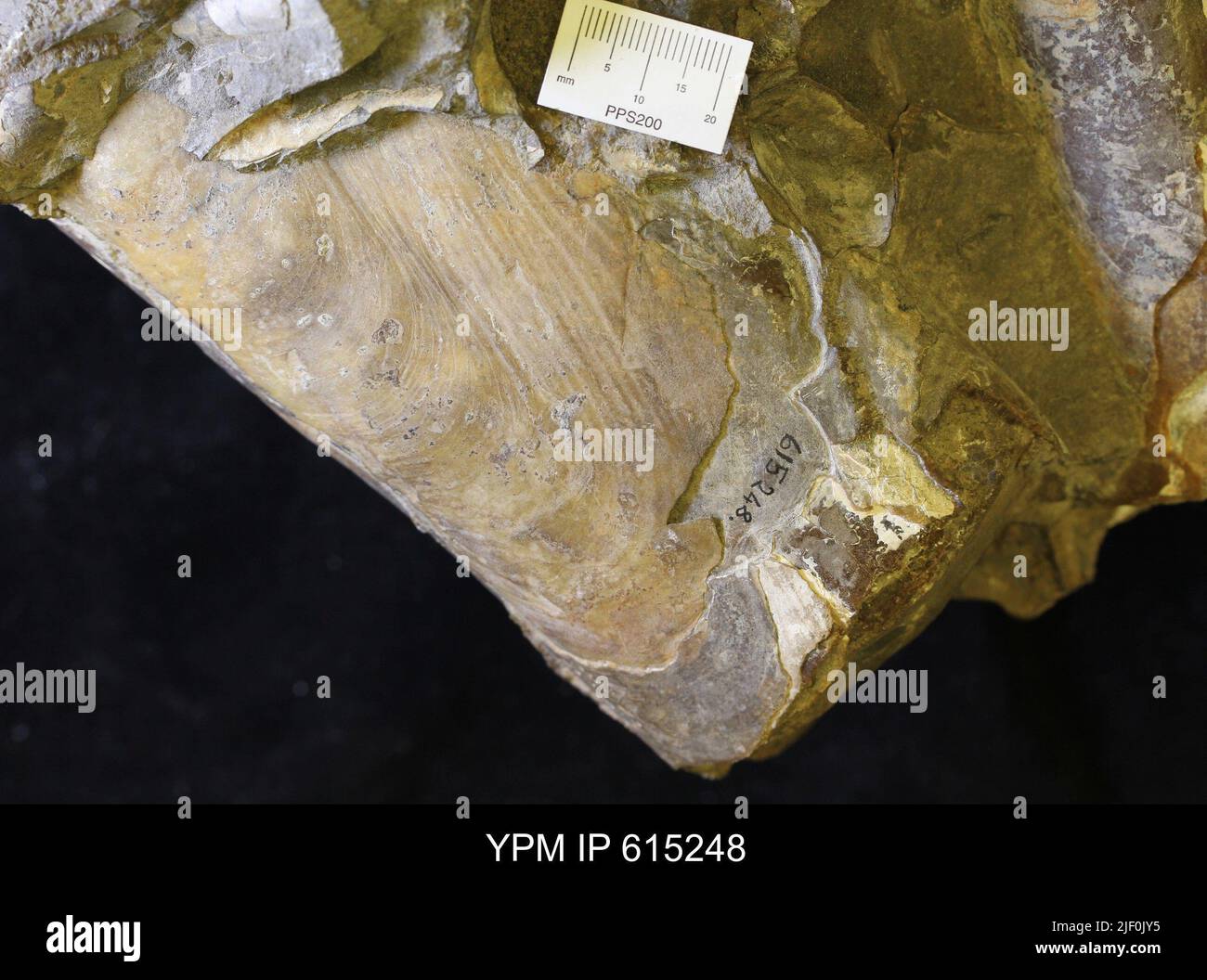 Baculites sp animalia hi-res stock photography and images - Alamy