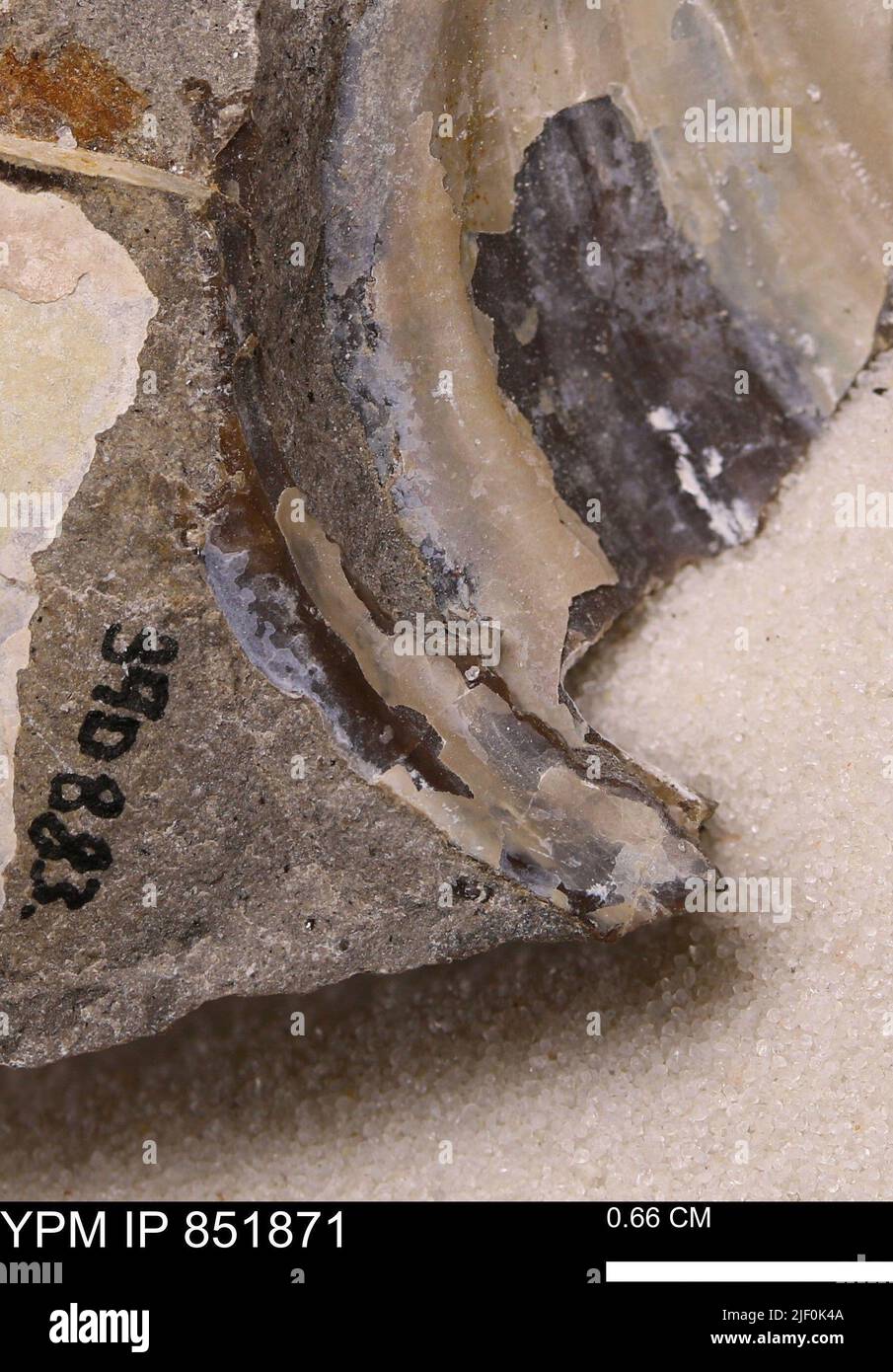 Inoceramus sp animalia hi-res stock photography and images - Alamy