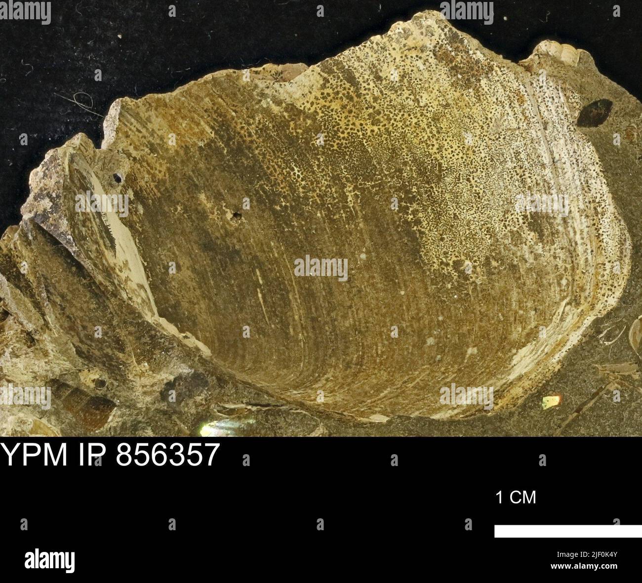 Cucullaea sp animalia hi-res stock photography and images - Alamy