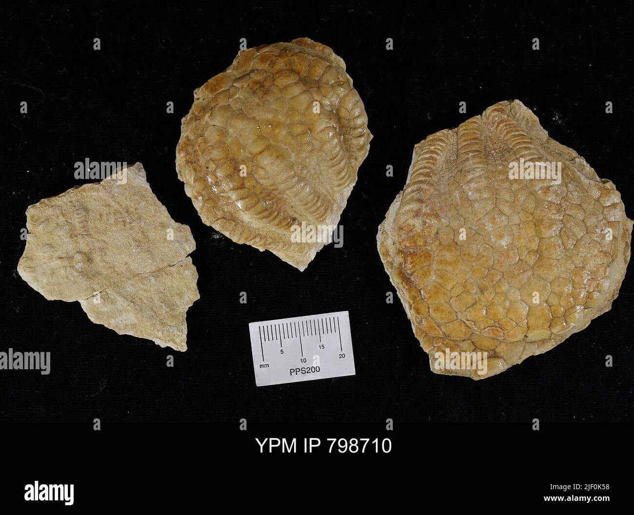 Uintacrinus socialis grinnell animalia hi-res stock photography and ...