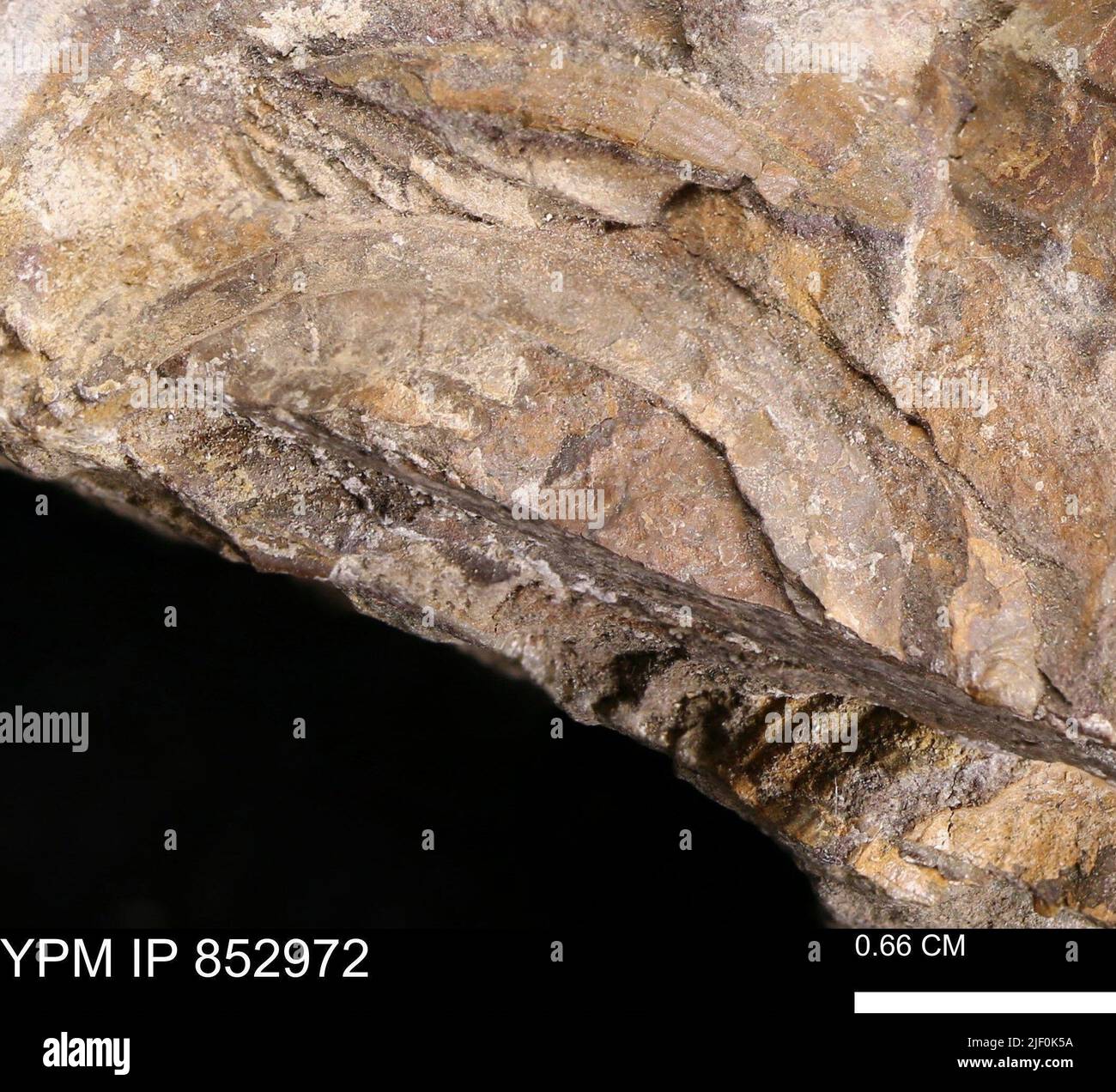 Inoceramus acutiplicata animalia hi-res stock photography and images ...