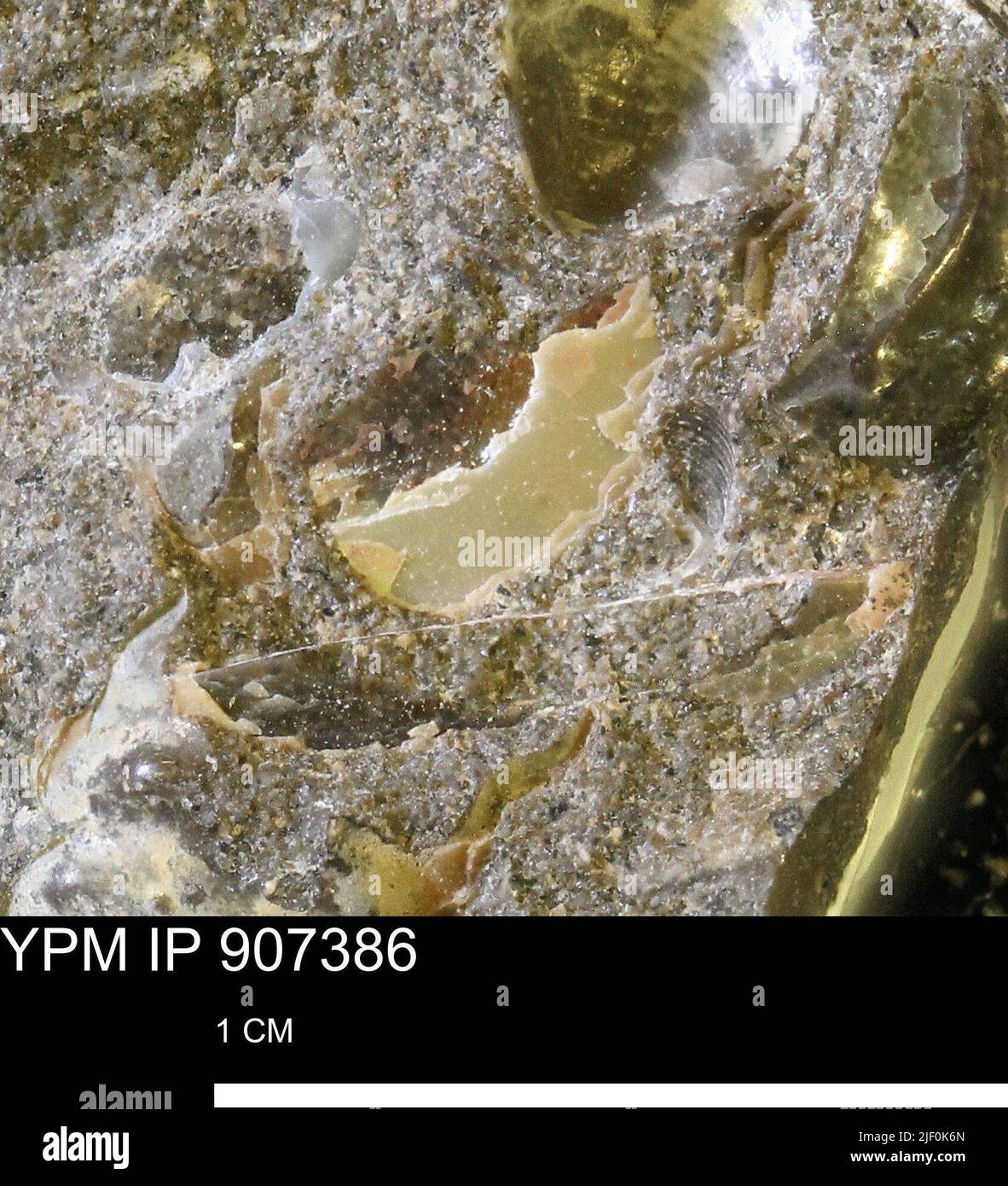Mollusca ammonoidea hi-res stock photography and images - Alamy