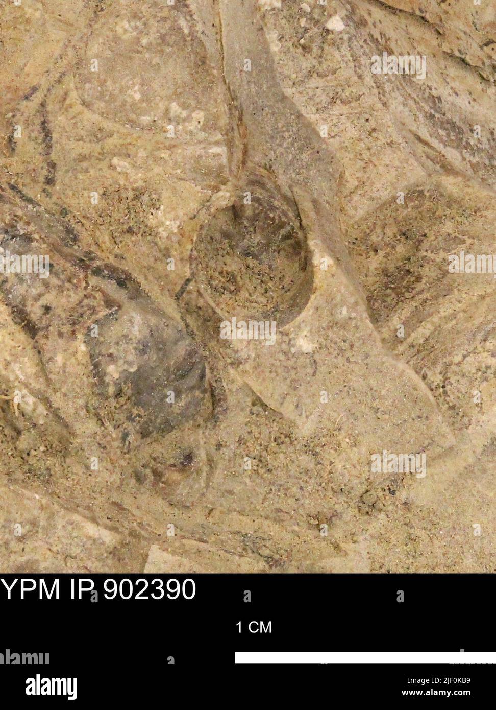 Baculites sp animalia hi-res stock photography and images - Alamy