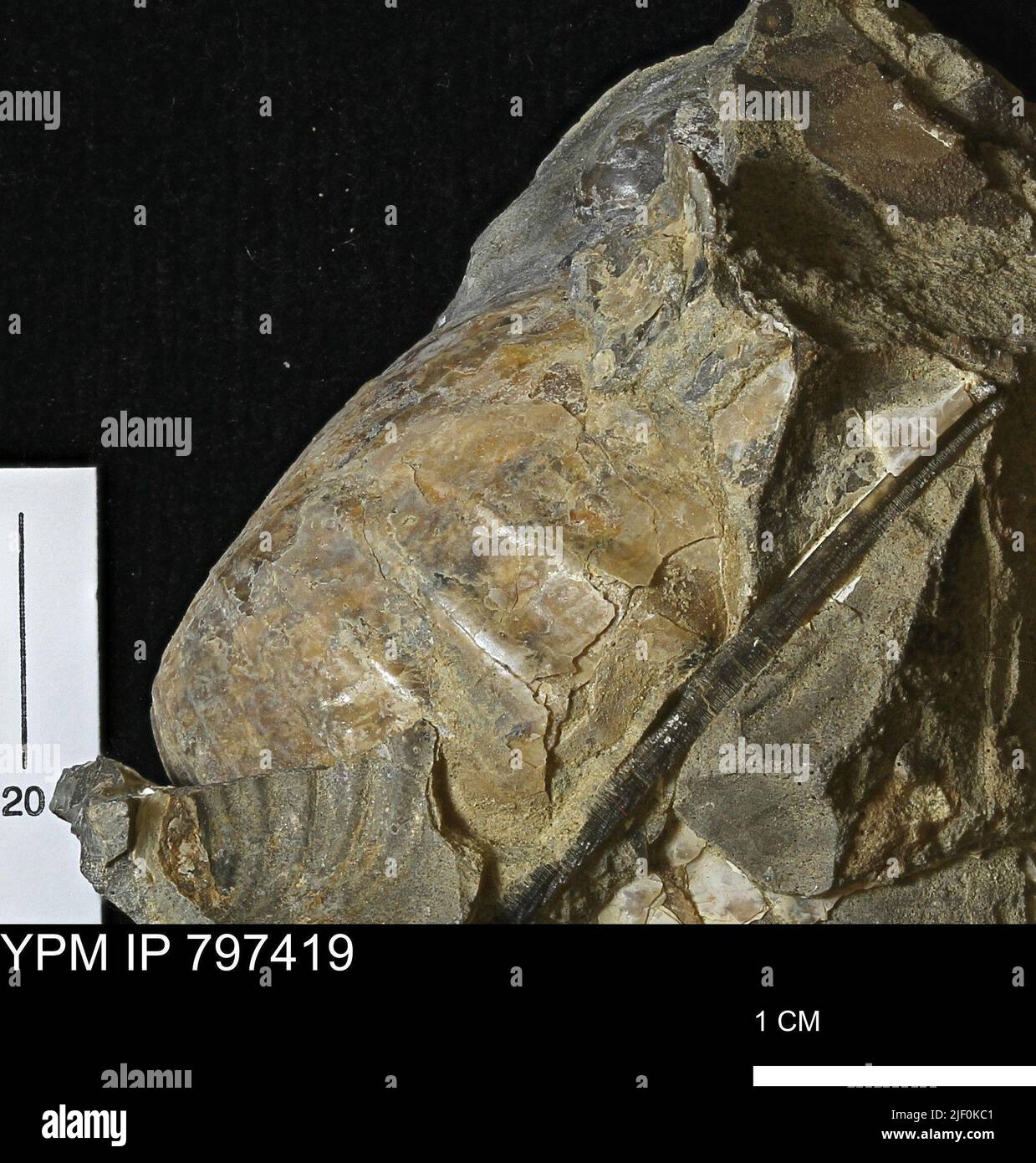 Inoceramus sp animalia hi-res stock photography and images - Alamy