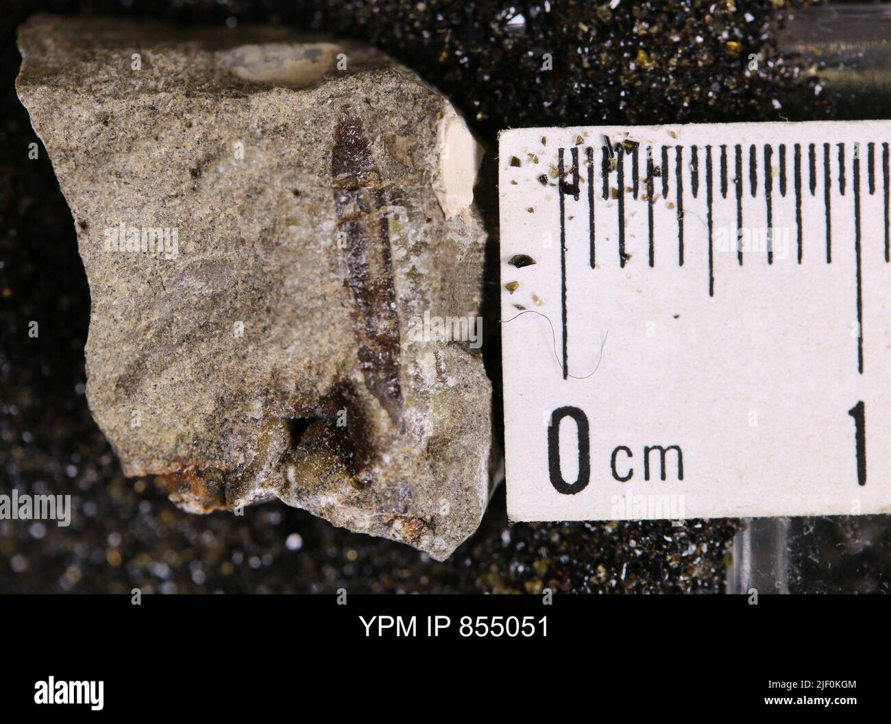 Belemnites sp animalia hi-res stock photography and images - Alamy