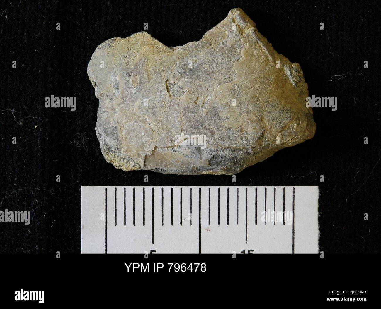 Pteria hi-res stock photography and images - Alamy