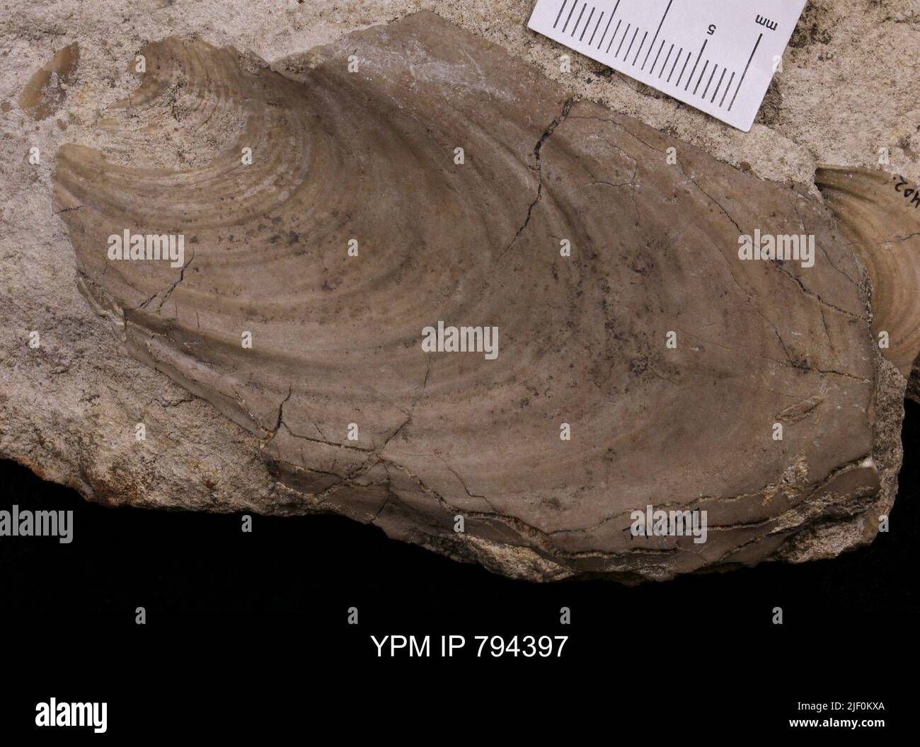 Inoceramus labiatus animalia hi-res stock photography and images - Alamy