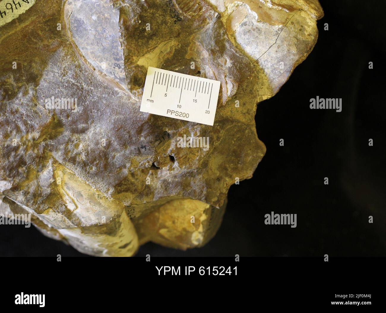 Baculites sp animalia hi-res stock photography and images - Alamy