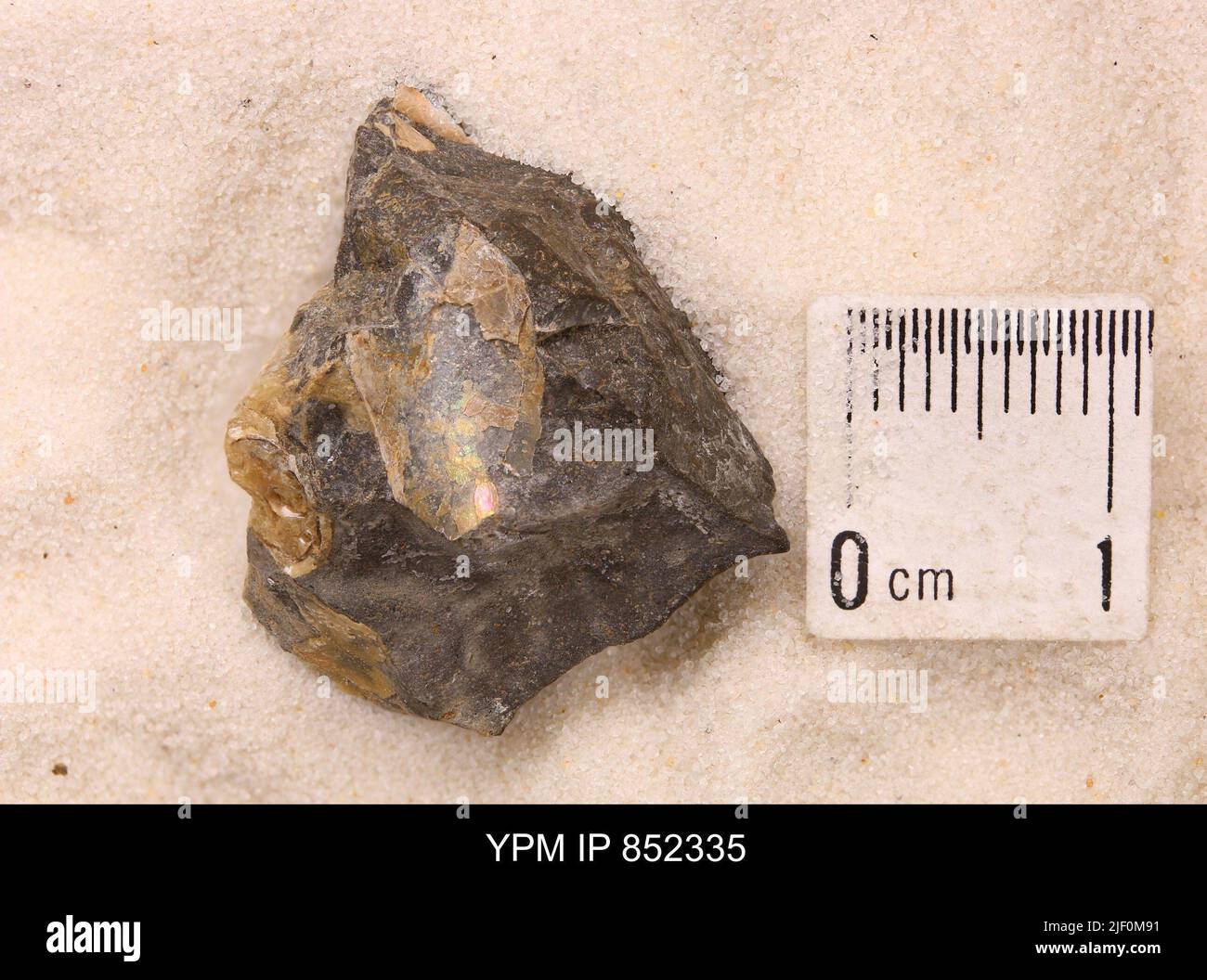 Baculites sp animalia hi-res stock photography and images - Alamy