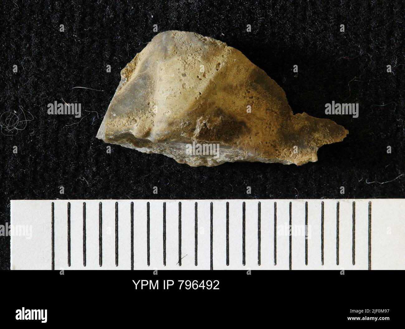 Pteria hi-res stock photography and images - Alamy
