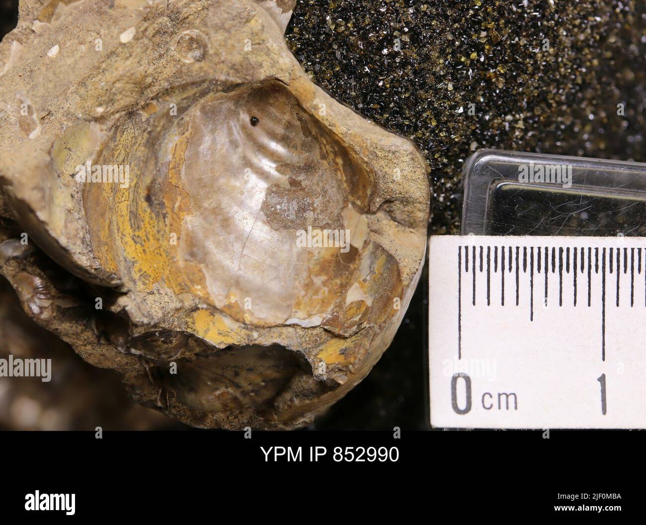 Inoceramus sp animalia hi-res stock photography and images - Alamy