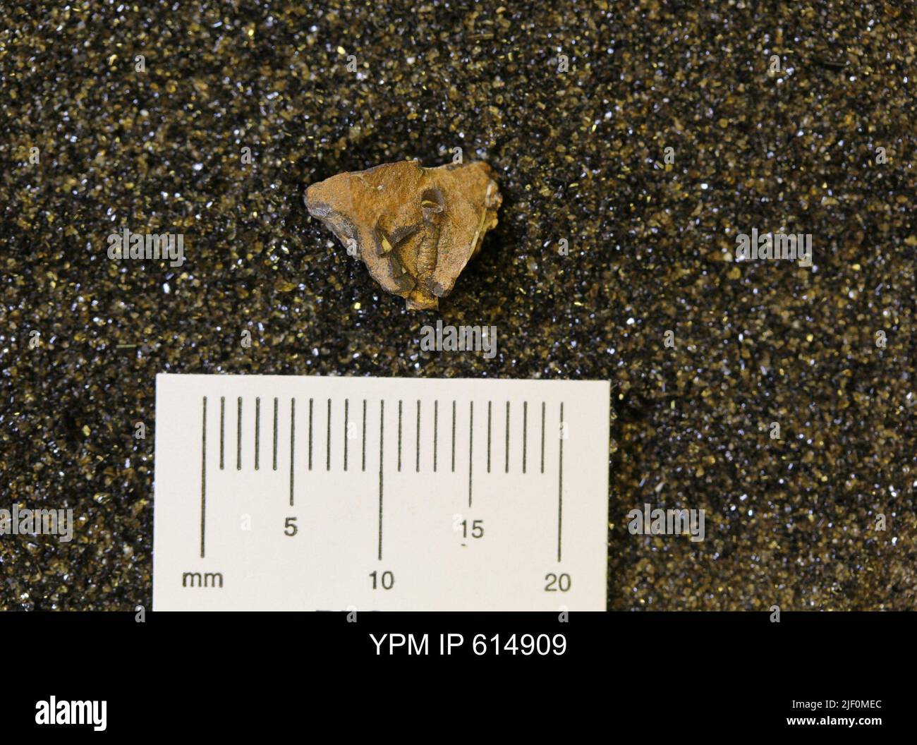 Dentalium sp hi-res stock photography and images - Alamy