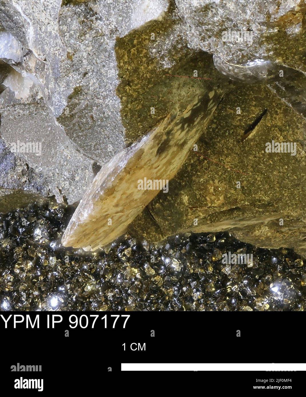 Sphenodiscus sp hi-res stock photography and images - Alamy